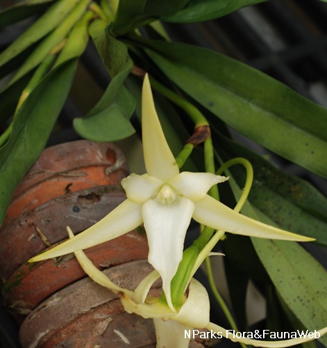 NParks | Angraecum sesquipedale