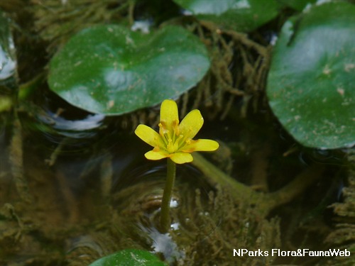 NParks | Cabomba aquatica