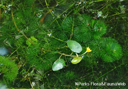 NParks | Cabomba aquatica