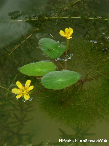 NParks | Cabomba aquatica