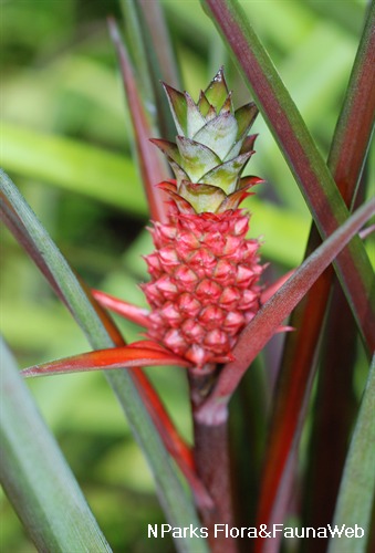 NParks | Ananas lucidus