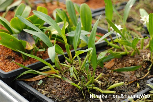 NParks | Prosthechea fragrans
