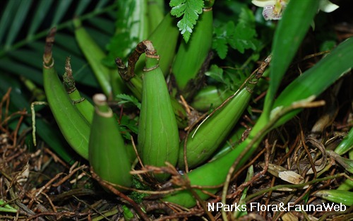 NParks | Prosthechea fragrans