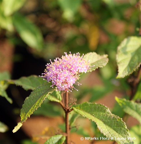 NParks | Callicarpa pedunculata