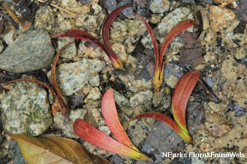 NParks | Vatica rassak