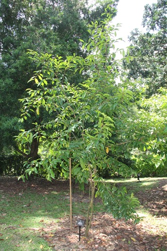 NParks | Vatica odorata