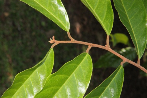 NParks | Vatica odorata