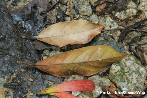 NParks | Vatica odorata