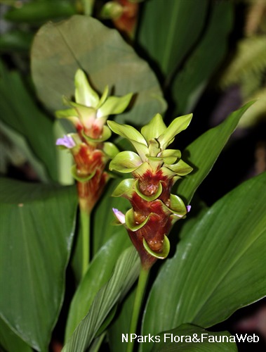 NParks | Curcuma rhabdota