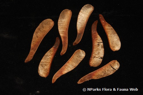 NParks | Spatholobus ferrugineus