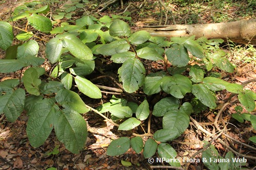 NParks | Spatholobus ferrugineus