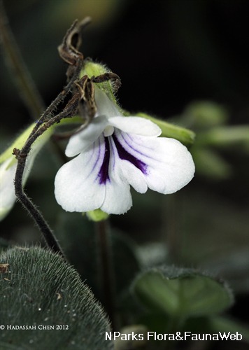 NParks | Deinostigma tamiana
