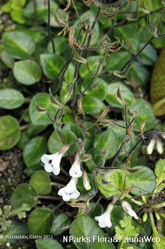 NParks | Deinostigma tamiana