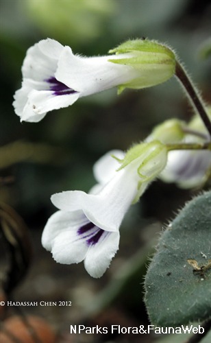 NParks | Deinostigma tamiana