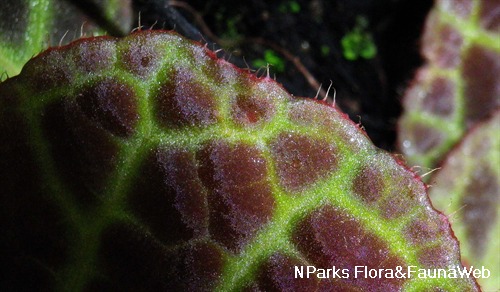 NParks | Begonia rajah