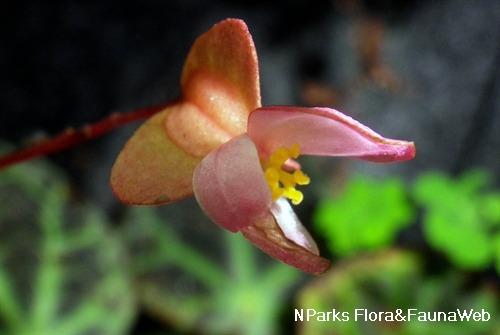 NParks | Begonia rajah
