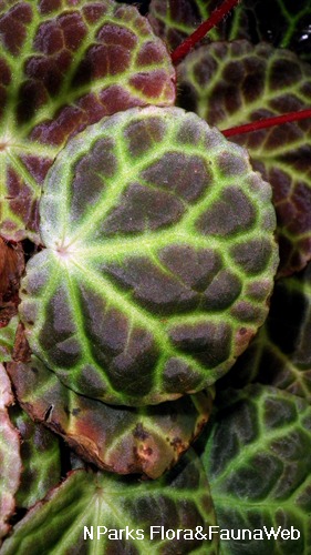 NParks | Begonia rajah
