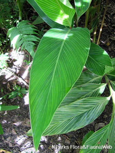 NParks | Alpinia formosana