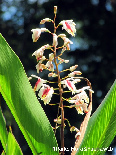 NParks | Alpinia formosana