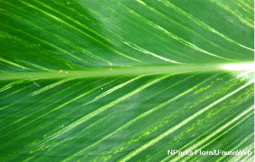 NParks | Alpinia formosana