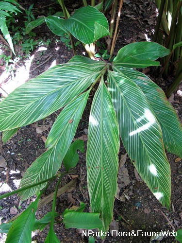 NParks | Alpinia formosana