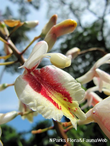 NParks | Alpinia formosana