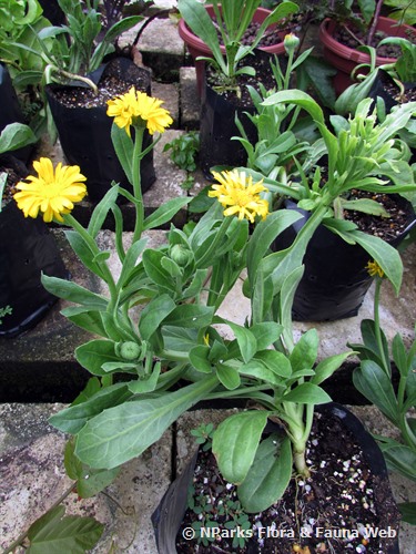 NParks | Calendula officinalis