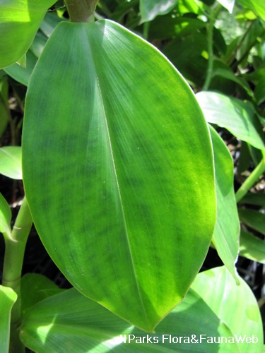NParks | Costus 'Orange Cone'