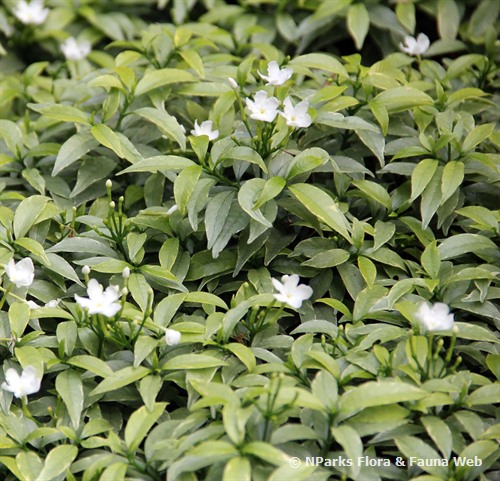 NParks | Tabernaemontana divaricata 'Silver'