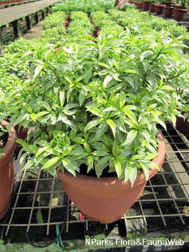 NParks | Tabernaemontana divaricata 'Silver'