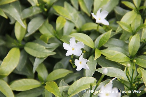 NParks | Tabernaemontana divaricata 'Silver'