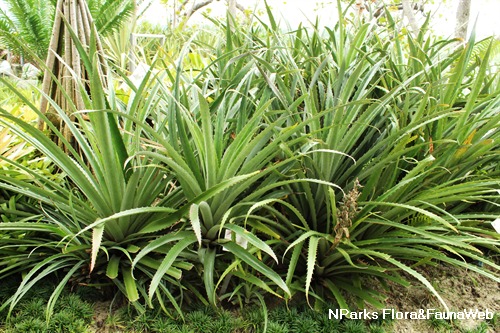 NParks | Bromelia pinguin
