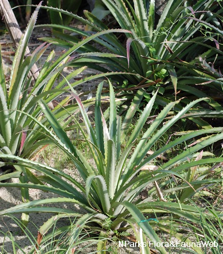 NParks | Bromelia pinguin