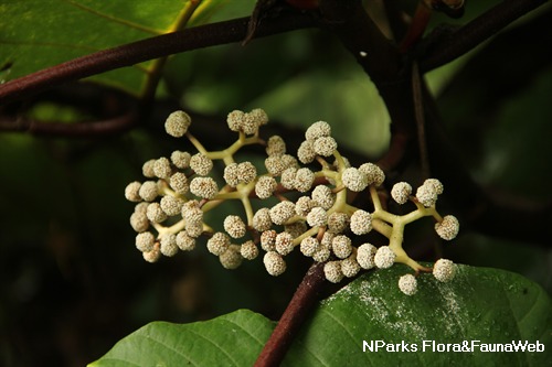 NParks | Poikilospermum suaveolens