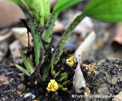 NParks | Curculigo orchioides