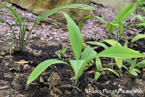 NParks | Curculigo orchioides