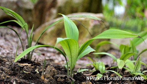 NParks | Curculigo orchioides