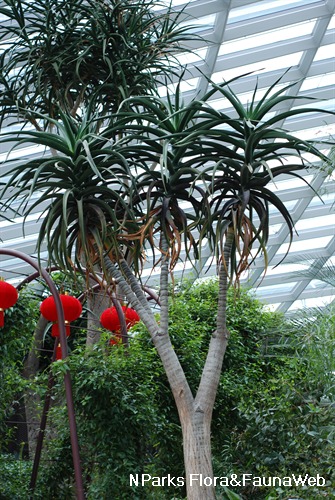 NParks | Dillenia suffruticosa