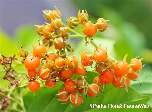 NParks | Ehretia resinosa