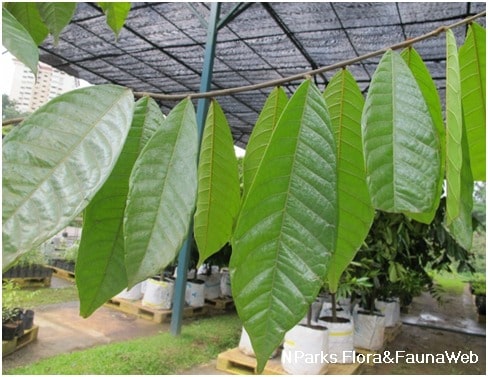 NParks | Vatica venulosa