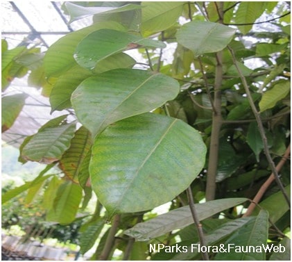 NParks | Hopea pubescens