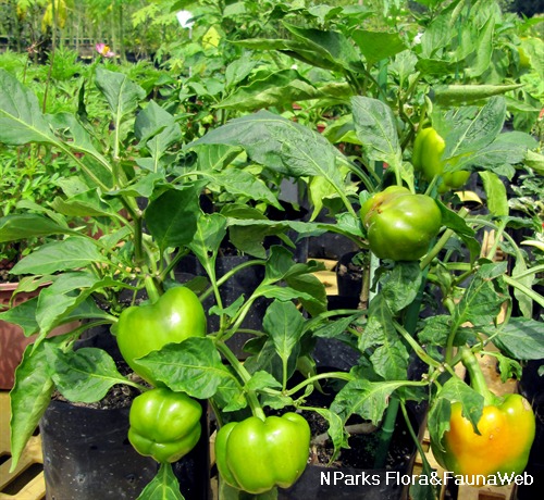 NParks | Capsicum annuum var annuumGrossum Group