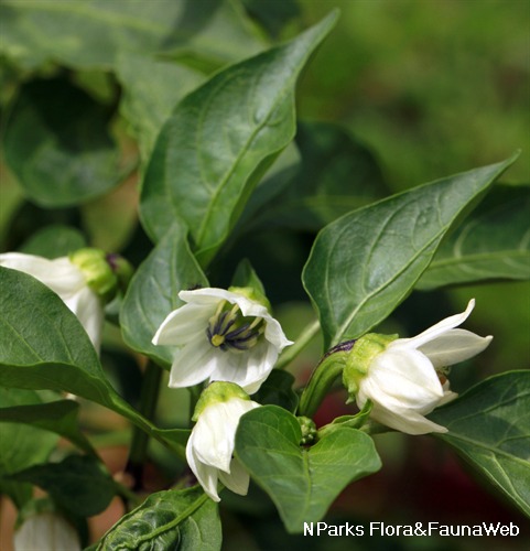 NParks | Capsicum annuum var annuumGrossum Group