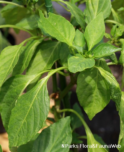 NParks | Capsicum annuum var annuumGrossum Group