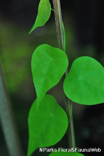 NParks | Stephania capitata