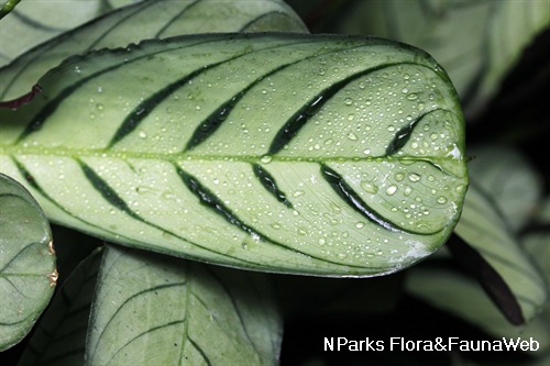 NParks | Ctenanthe burle-marxii 'Amagris'