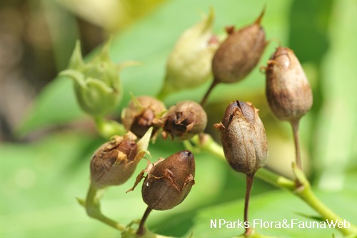 NParks | Nicotiana tabacum