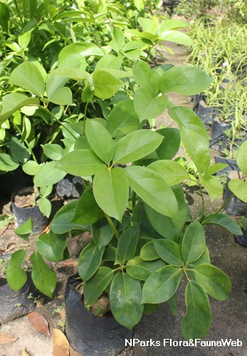 NParks | Heptapleurum ellipticum