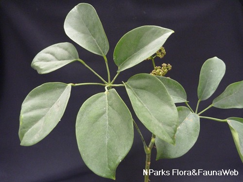 NParks | Heptapleurum ellipticum