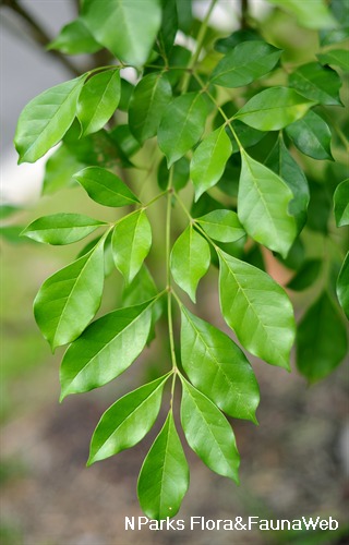 NParks | Radermachera sinica